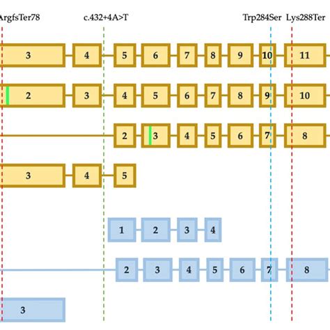 Clinical Features Of Non Amerindian Patients With Stac3 Variants Download Scientific Diagram