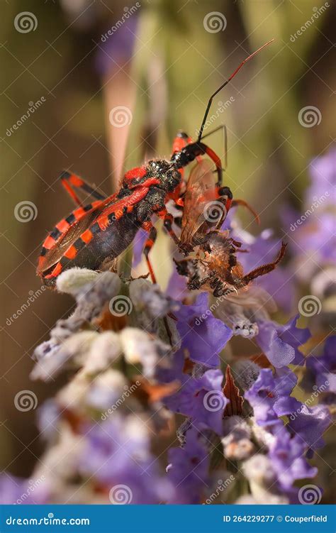 Assassin Bug Rhynocoris Iracundus In Their Life Cycle Captured On Plant