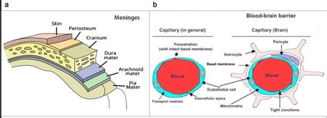 Protective Systems Of The Brain A Illustration Of The Different Download Scientific Diagram