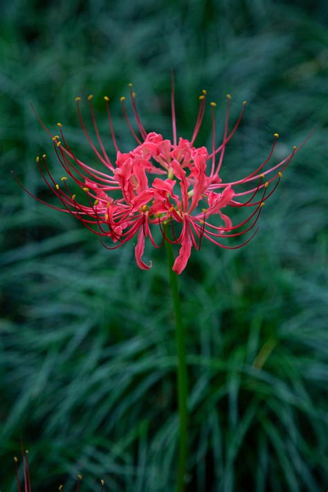 100000 Gambar Putih Spider Lily And Alam Gratis Pixabay