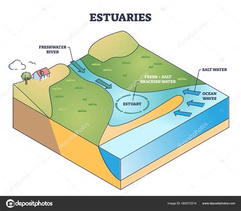 Estuaries Water Body Structure Salt Freshwater Outline Diagram Labeled