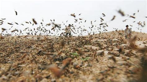 کشاورزان بغلانی نگران هجوم ملخ‌های مراکشی به زمین‌های زراعتی هستند