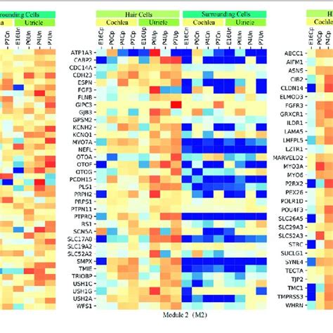 The Spatiotemporal Expression Patterns In The Mouse Inner Ear Organs Download Scientific