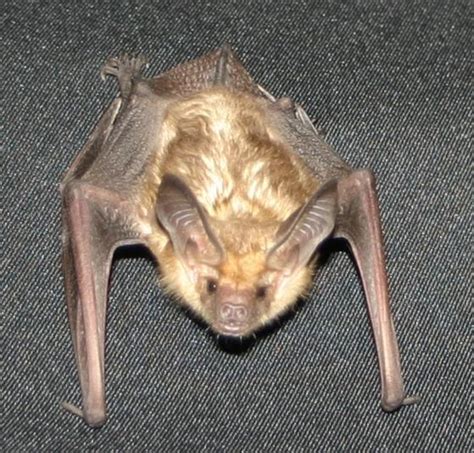 Pallid Bat Becomes One Of Californias New State Symbols California