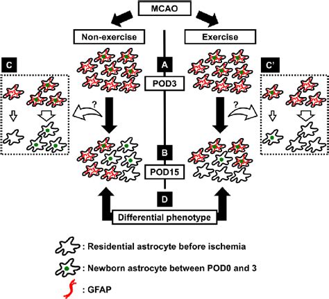 Schematic Representation Of The Effect Of Exercise On Post Ischemic Download Scientific Diagram