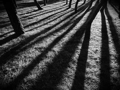 Premium Photo Shadow Of Trees On Grassy Field