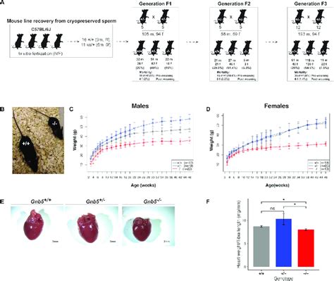 Gnb5 Mouse Line Features A Mouse Mating Strategy And Gender And