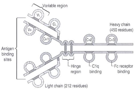 The Basic Structure Of Igg1 The N Terminal End Of The Heavy And Light Download Scientific