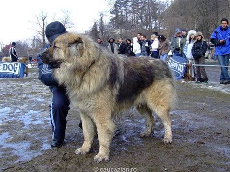 Caucasian Shepherd Vs Tibetan Mastiff Which Powerful Protector Is Better