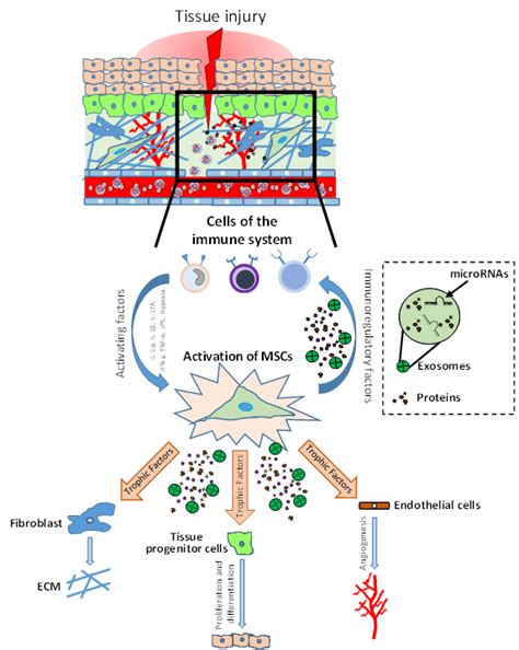 Mesenchymal Stromal Stem Cells Encyclopedia