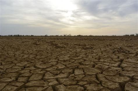 Ngt Upholds Rights Of Pastoralists In Banni Grasslands Wants