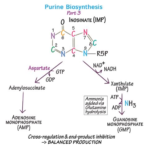 Biochemistry Glossary Purine Biosynthesis Ditki Medical And Biological
