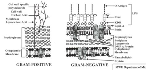 Bacterial Structure And Function Flashcards Quizlet