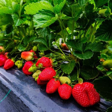 Ruby June Strawberry Plants Greenwood Nursery