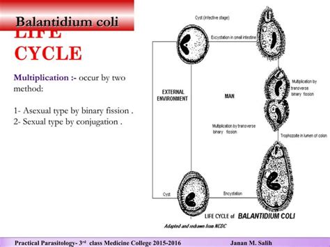 Pathogenic Protozoa Jana Ppt Digestive Disorders Diseases And
