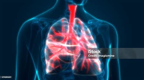 Human Body Organs Stock Illustration Download Image Now Abstract