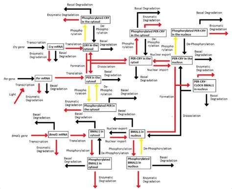 Dynamical Process Map For The Third Time Window Variables Boxes And Download Scientific