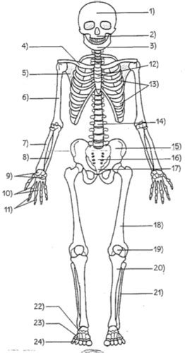 Cis Phys Bone Identification Flashcards Quizlet