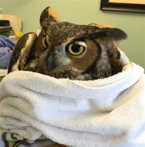 Bsd Ocs Network Tumblr Communities