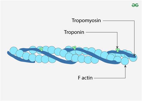 Difference Between Actin And Myosin Geeksforgeeks