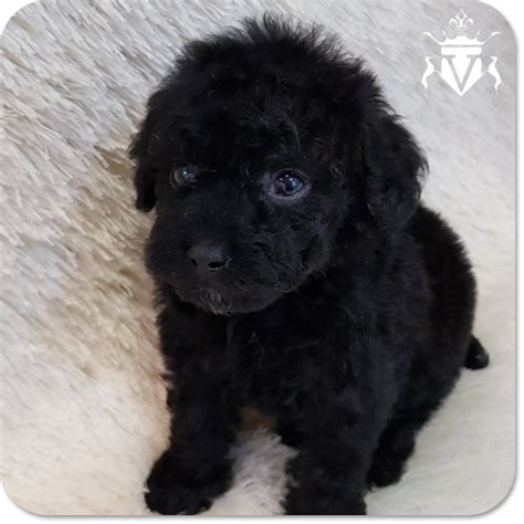 푸들 25만원~ 웰시코기 치와와 닥스훈트 고양이입양 요크셔테리어 토이푸들 유기견보호소 러시안블루 빅토리아펫 강아지분양