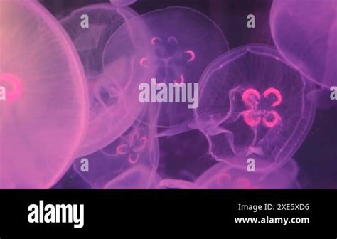 Fluorescent Jellyfish Swimming Underwater In Aquarium Tank With Pink