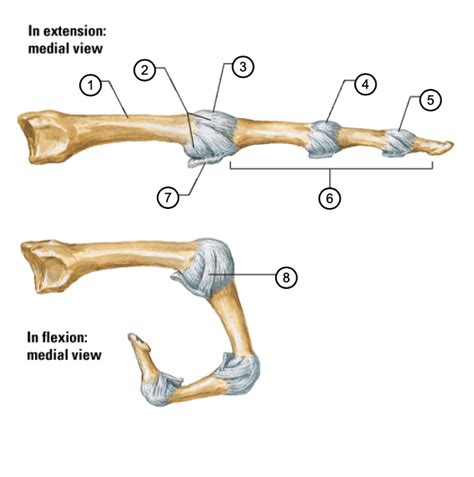 Metacarpophalangeal Joint Extension