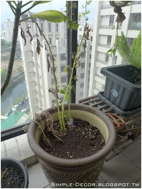 生活小綠意 馬鈴薯 Potato 栽種初體驗誤打誤撞自家院子裡的食農教育