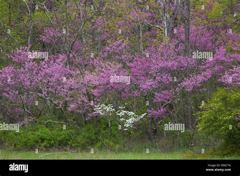 Spring Trees In Bloom Somewhere In Kentucky Stock Photo Alamy Spring Trees In Bloom Somewhere In Kentucky Stock Photo Alamy