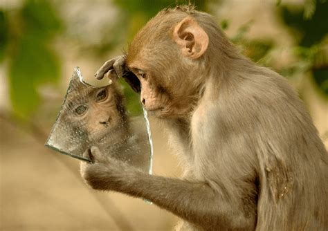 2022 Day 11 Part 2 When You Realize That Biginteger May Not Be The