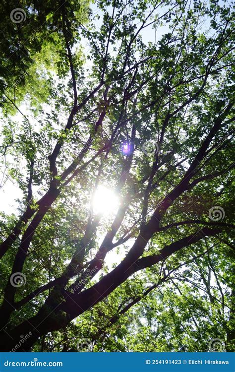 Forest Tree Leaves And Branch Patterns Stock Image Image Of Woods Green 254191423