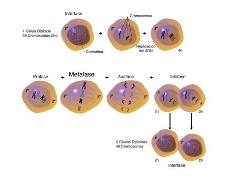 What Is Mitosis Bbc Bitesize Design Talk