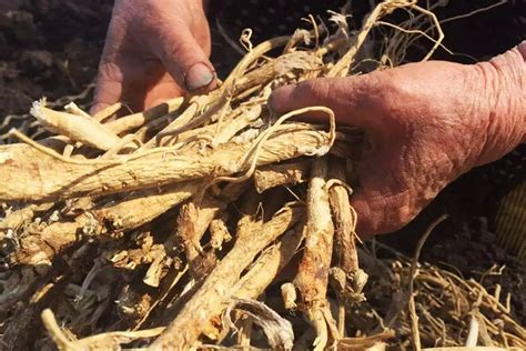 How Astragalus Membranaceus Root Extract Benefit For Skin Rainbow Biotech