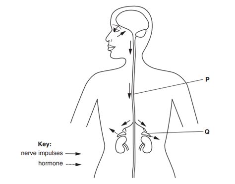 Coordination Response And Homeostasis Cambridge Cie Igcse Biology Exam Questions And Answers