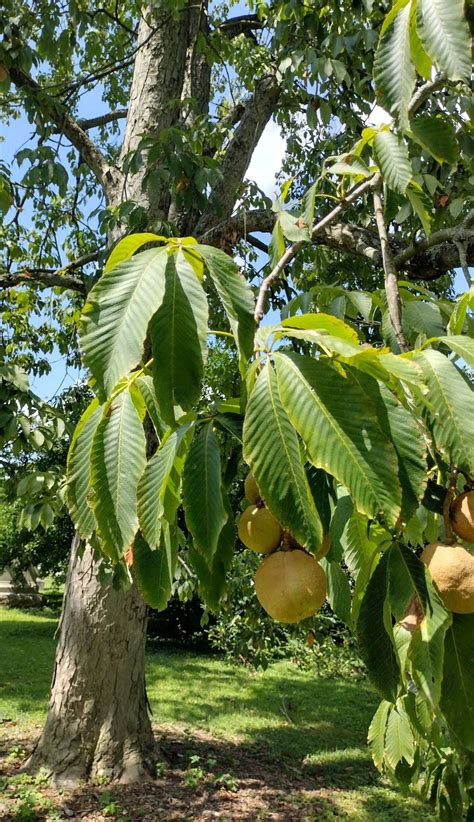 Aesculus Glabra Trees And Shrubs Online