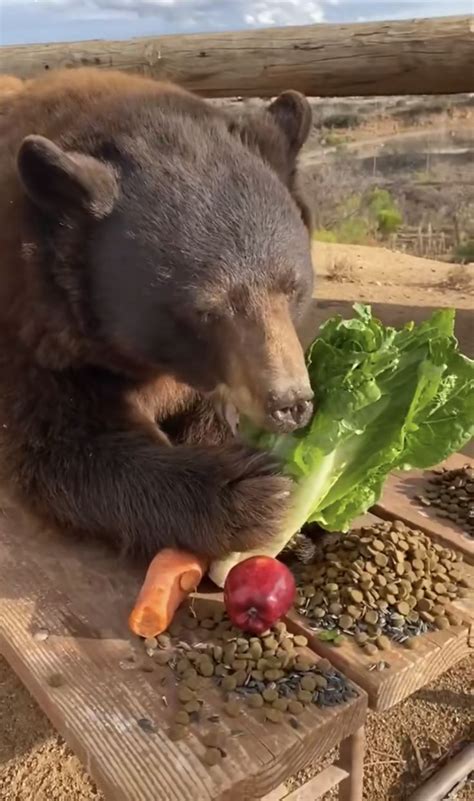 Adorable Brown Bear Eating Lettuce And Carrots