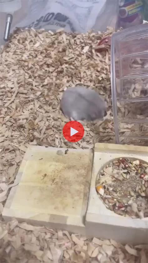 백덤블링하는 햄스터 본적있냐  유머 움짤 이슈 에펨코리아