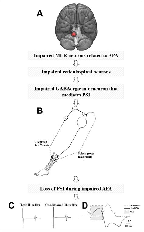 Mesencephalic Locomotor Region And Presynaptic Inhibition During Anticipatory Postural