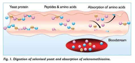 A New Generation Of Organic Selenium Hiyeast