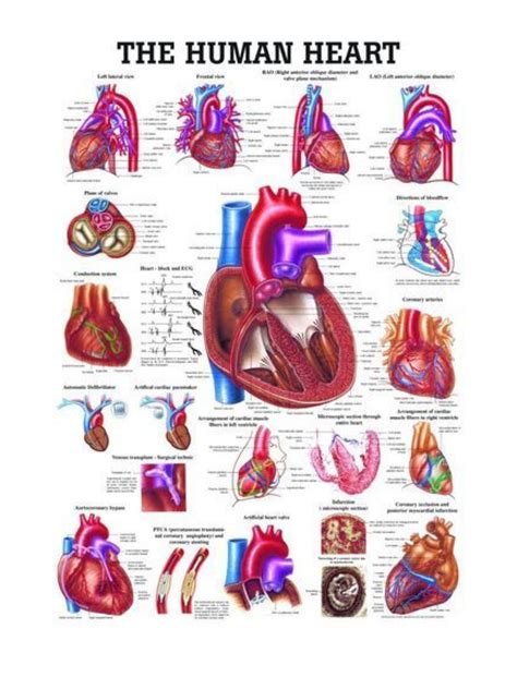 Human Heart Anatomy Etsy In 2024 Human Body Anatomy Basic Anatomy And Physiology Human Heart