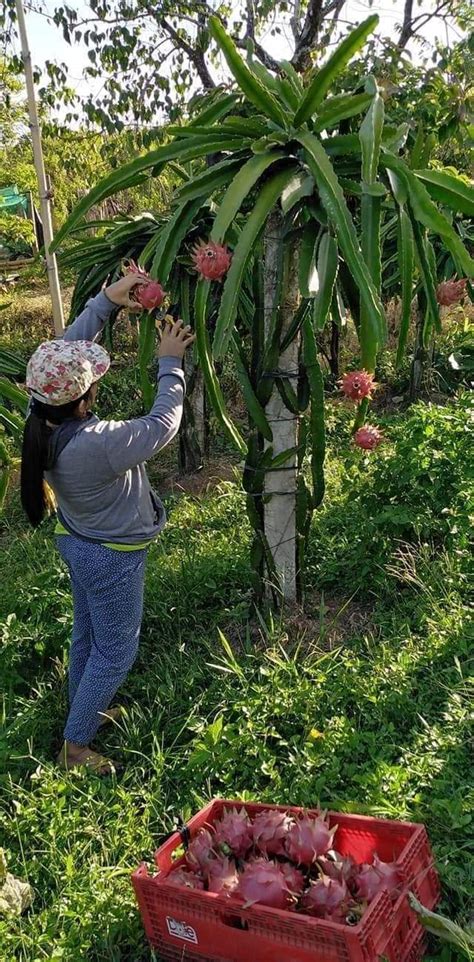 Dragon Fruit Harvest And Storage Wikifarmer