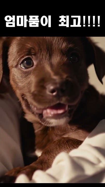 귀여운 강아지 웃는강아지 Ai강아지 Youtube