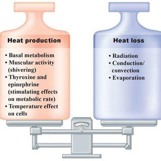 Regulation Of Body Temperature Download Scientific Diagram