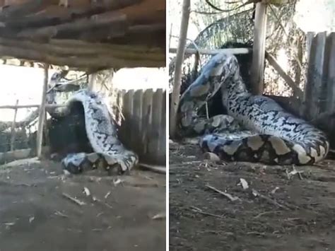 This Video Of Giant Python Trying To Escape Is As Scary As It Gets News18