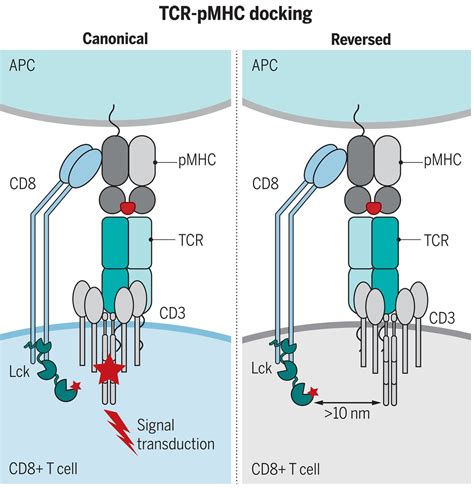 Cell Receptor