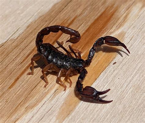 Do Scorpions Live In Trees At Lachlan Richardson Blog