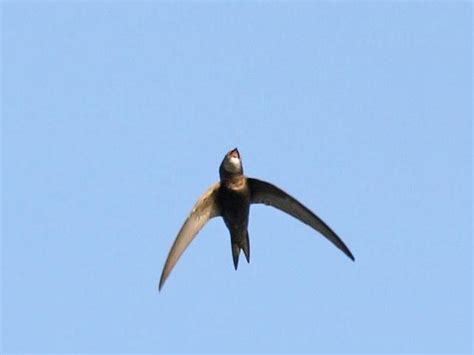Common Swift Apus Apus