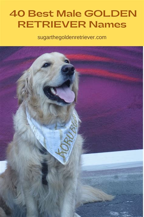 Good Names For Golden Male Dogs At Rachel Shortland Blog