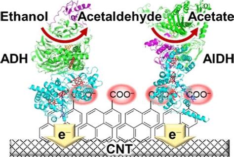 Acs Catalysis X Mol
