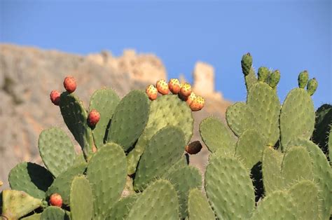 Prickly Pear How To Grow And Care For Opuntia Cactus Garden Design